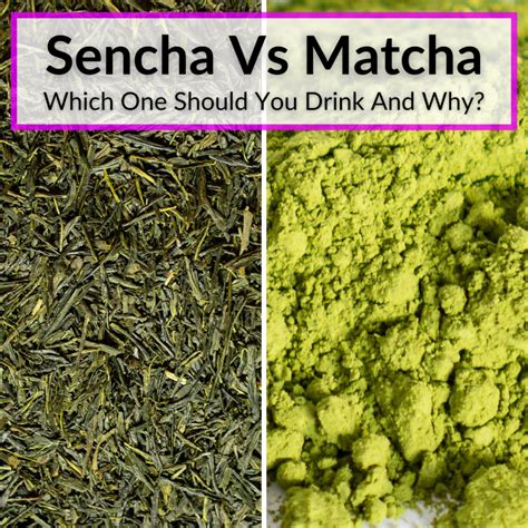 Sencha Vs Matcha Which One Should You Drink And Why