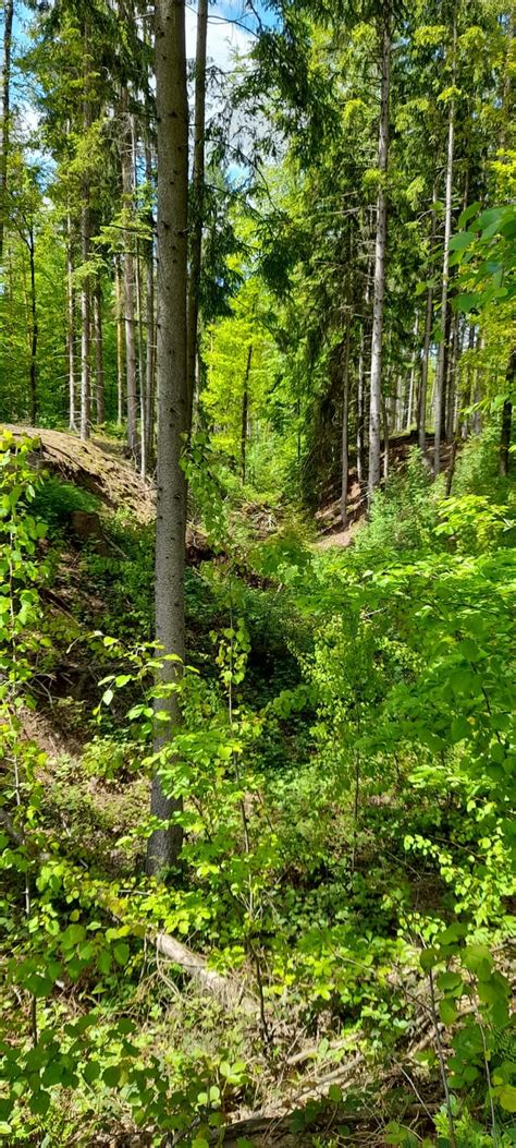 Symmetry In The Forest Forest