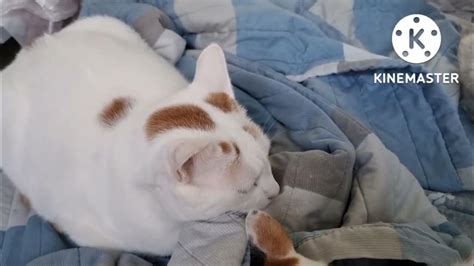 색아 얼굴 파묻고 잠오는거야😸😺 Youtube