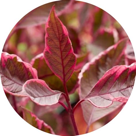 Дерен декоративний кущ або дерево Купити саджанці