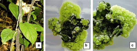 A C Natural Habit Of M Dentata A In Vitro Regenerated Green