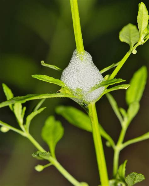 Two Lined Spittlebug Insect Nymphs Prosapia Bicincta Encased In Foam