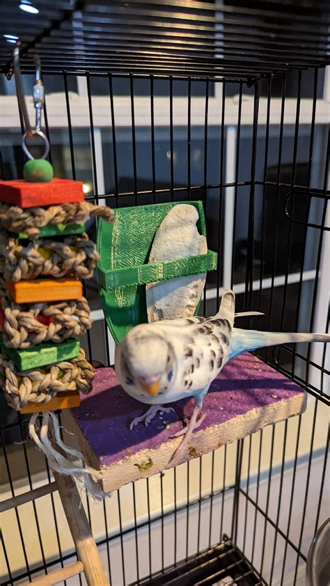 Cuttlebone Holder For Parakeets Cockatiels And Other Small Birds By