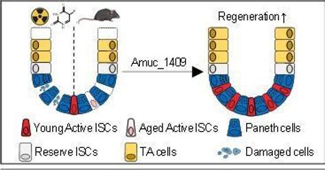 미생물 속 단백질이 장 건강 유지시키는 원리 규명