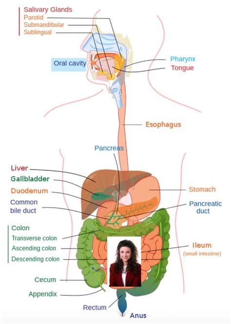 Anatomy Mnemonics That Make Memorizing Easy