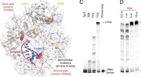 Mutations Enabling RNA Synthesis A Sequence Locations Of Mutations Download Scientific