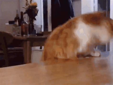 惯猫如杀猫，5大溺爱行为要警惕！ 知乎