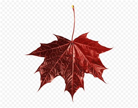 레드 메이플 트리 잎 메이플 리프 가을 잎 색 일본 단풍 계절 블랙 메이플 식물 Png Klipartz