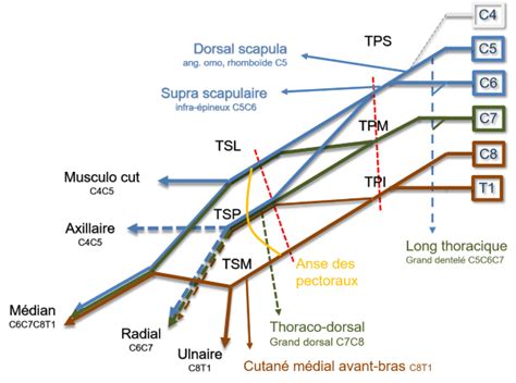 Plexus Brachial Enmg En Mpr Plexus Brachial Enmg En Mpr