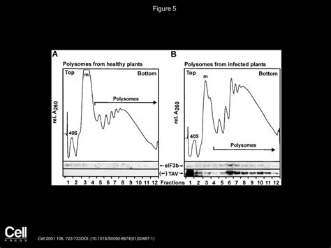Volume 106 Issue 6 Pages September 2001 Ppt Download