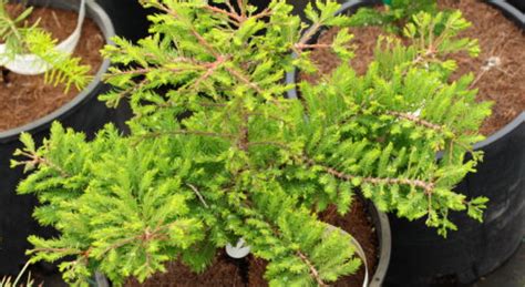 Taxodium Bald Cypress Rare Tree Nursery