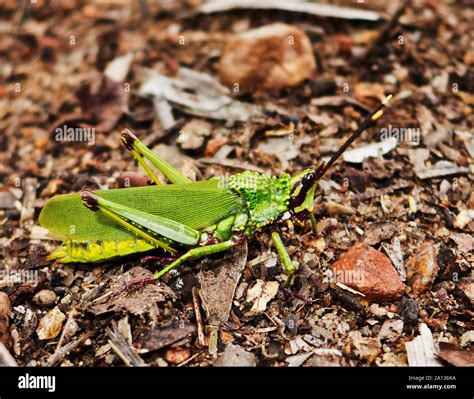 Grasshopper Predators
