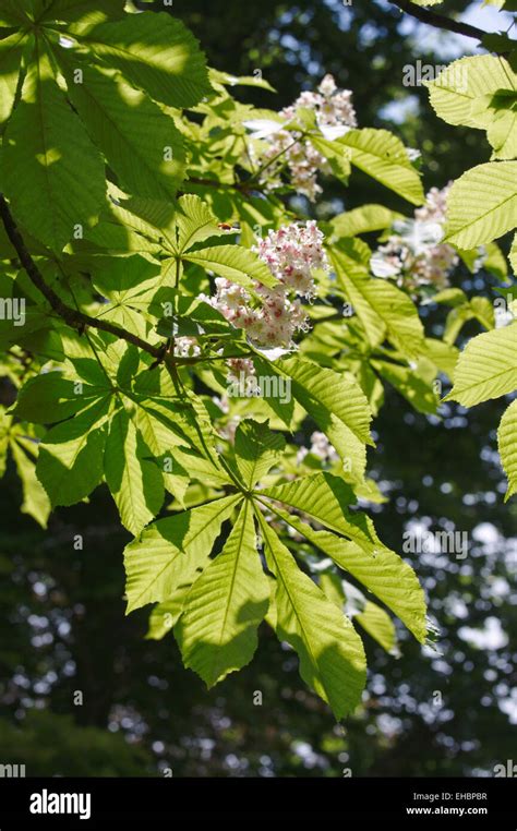 Detail Of A Chestnut Tree In Bloom Stock Photo Alamy