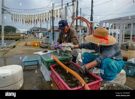Yobuko Japan April 21 2023 A Couple Cleaning Squid To Dry In The