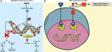 Endocrine Disruptors And The Hpg Axis The Mens Health Clinic