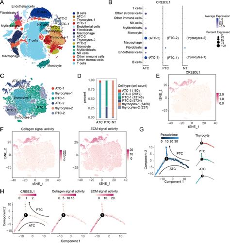 Single Cell Rna Sequencing Revealed The Role Of Creb3l1 And Downstream