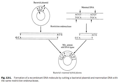 MBBS Medicine Humanity First Recombinant DNA