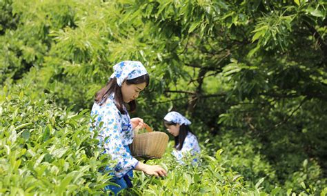 信阳探访毛尖原产地偶遇漂亮的采茶姑娘真是一道美丽的风景线