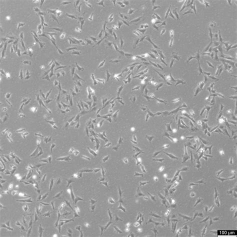 Células Animales Auténticas Para Estudios Científicos Cytion