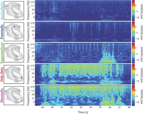Example Sucking Bout Log Frequency Spectrogram In Contrast To Other Example Sucking Bout Log Frequency Spectrogram In Contrast To Other