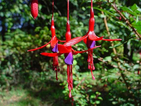 Фуксии без эмоций?