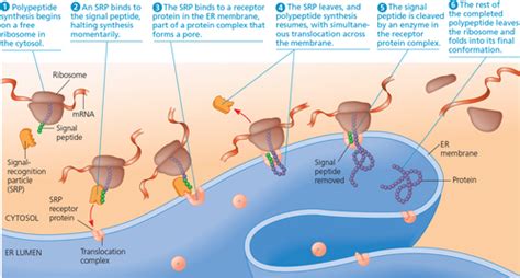 Protein Folding And Post Translational Modification Mutations Flashcards Quizlet