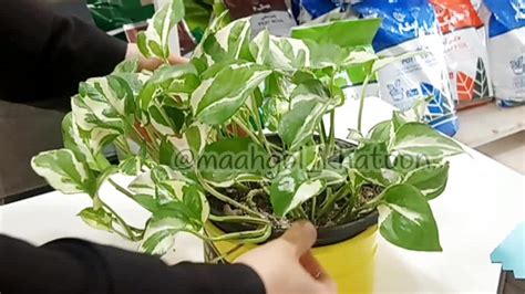 معرفی 14 مورد از انواع نکات مهم گل گیاه تقویت پتوس پوتوس نحوه شرایط روش