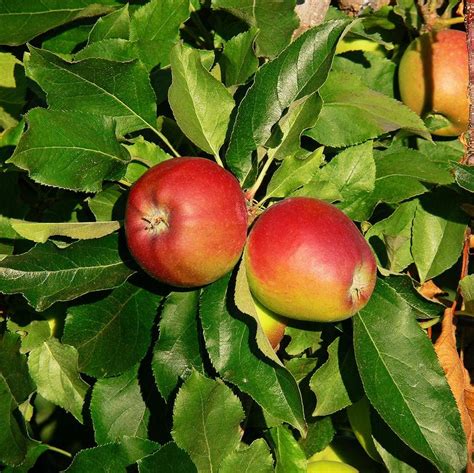 Malus Domestica Gala ~ Gala Apple Hahira Nursery