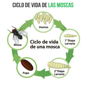 Moscas En Colombia Especies Plagas Y Control Efectivo