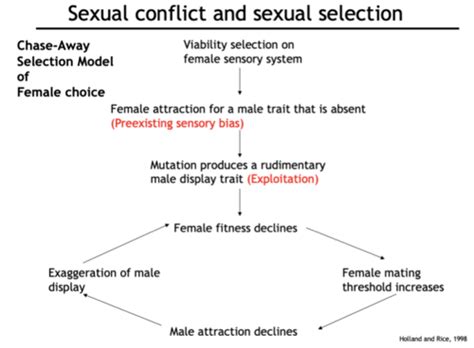 Psych 3T03 Midterm 2 Flashcards Quizlet Psych 3T03 Midterm 2 Flashcards Quizlet