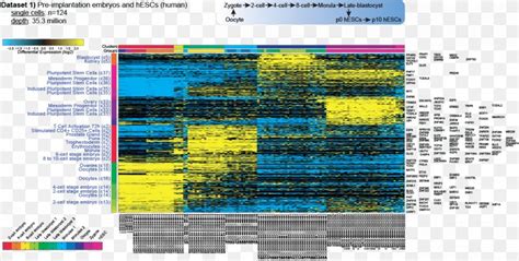 Transcriptome Rna Seq Computer Software Dna Microarray Data Set Png 1200x606px Transcriptome