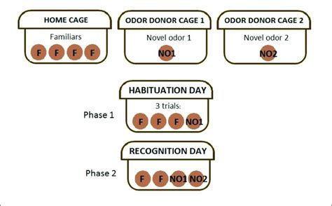 The Experimental Method Of The Novel Odor Recognition Task The Top