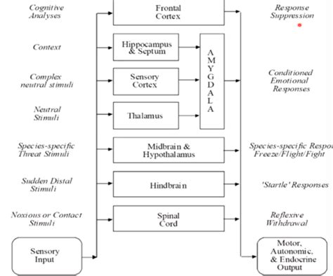 The Sensorimotor System Flashcards Quizlet