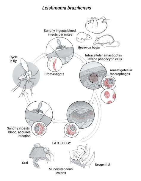 Leishmania Braziliensis