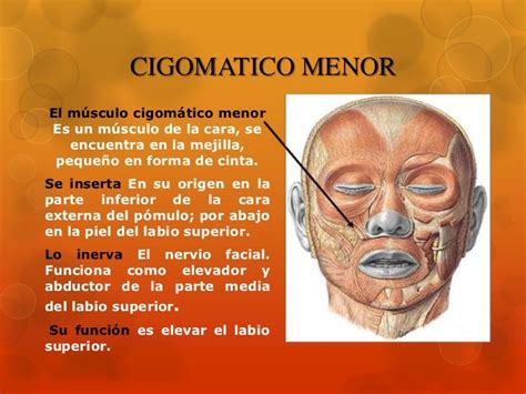 Músculos De La Cara