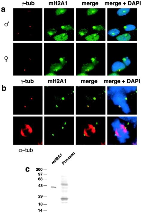 Macroh2a1 Expression And Intracellular Location In Undifferentiated Download Scientific Diagram