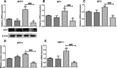 Effect Of Cadmium Cd And Nano Selenium Nano Se On Metal Regulatory Download Scientific
