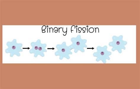 Binary Fission Step By Step Process In Bacteria And Amoeba