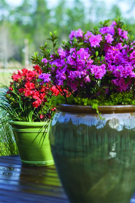 Tips For Growing Azaleas In Pots Plant Addicts