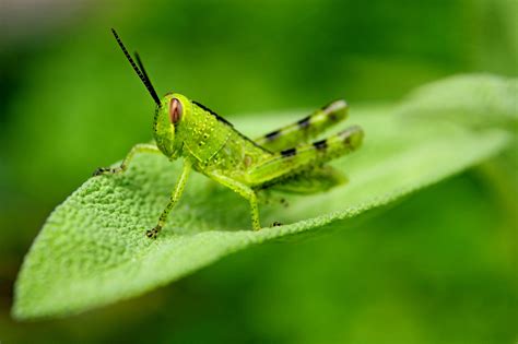 Green Grasshopper Free Image Peakpx