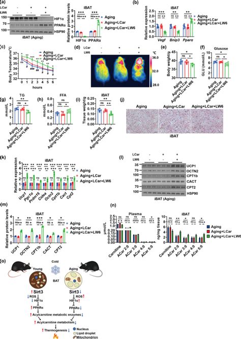 Sirtuin 3 Reinforces Acylcarnitine Metabolism And Maintains Thermogenesis In Brown Adipose