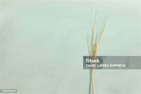 밝은 배경에 그림자가있는 황금빛 호밀 귀 스파이크렛 클로즈업 복사 공간 농업에 대한 스톡 사진 및 기타 이미지 농업 0명 가을 Istock