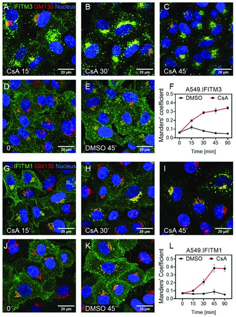 Cyclosporine A Mediated Ifitm3 Relocalization Toward The Golgi Is