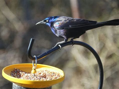 Blackbirds In Ohio Pictures And Id Guide