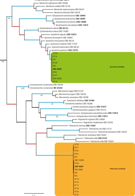 The Ml Consensus Tree Inferred From The Combined Its Lsu Tef1 And Download Scientific Diagram