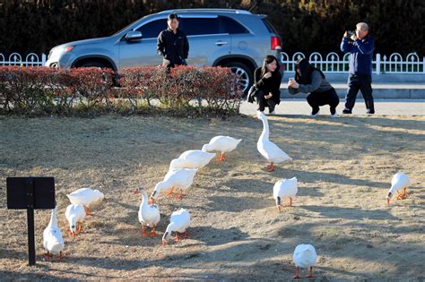 포토 카이스트 거위가족 나들이