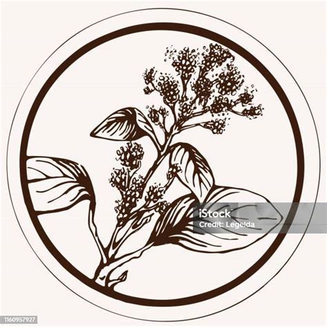 흑백 라인 아트입니다 원에 그래픽 식물손으로 그린 작품 식물 도면 디자인 템플릿을위한 꽃 장식 0명에 대한 스톡 벡터 아트 및 기타 이미지 Istock