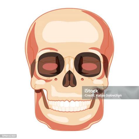 인간의 두개골 해골 머리 해부학적으로 정확한 정면보기 이빨 행이있는 인간의 턱 모델 Chump 현실적인 플랫 자연 색상 개념 흰색 배경에 고립 된 해부학의 벡터 일러스트