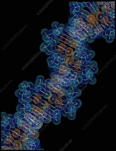 Computer Artwork Of A Segment Of Beta DNA Stock Image G Science Photo Library