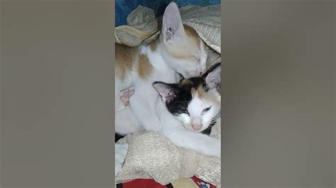 ভাই বোনের দুষ্ট মিষ্টি খুনসুটি 🥰 Youtube